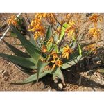 Aloes – Rancho Tissue