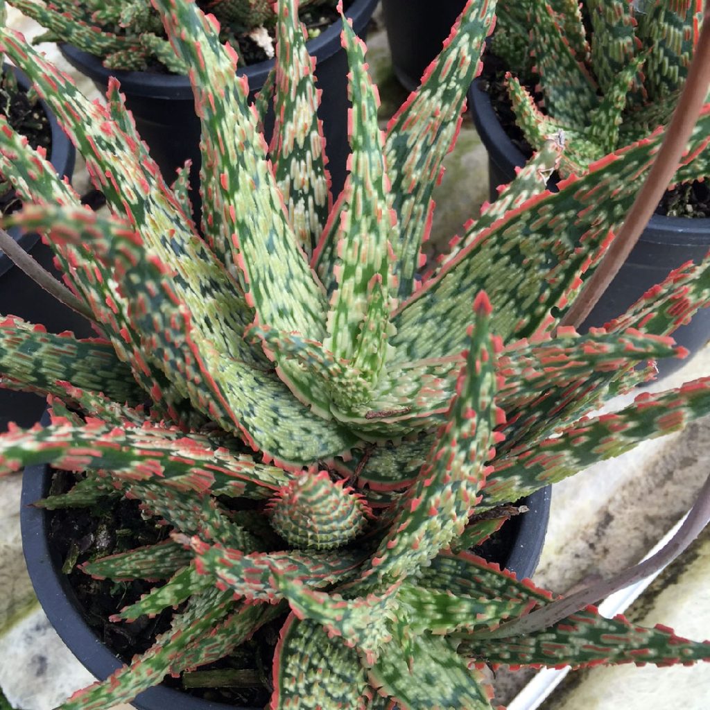 Aloes – Rancho Tissue