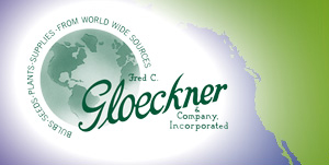 gloeckner – Rancho Tissue