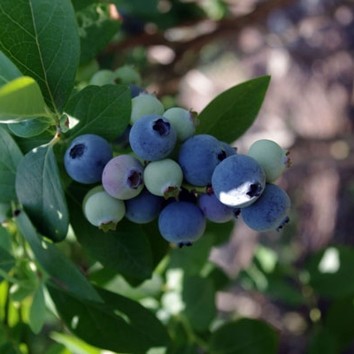 25blueberry-vaccinium-hardyblue – Rancho Tissue
