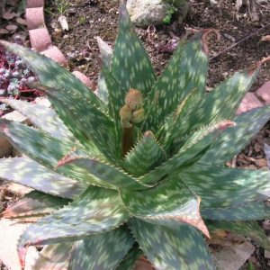 Aloes – Rancho Tissue