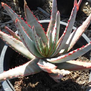 Aloe compressa ‘Twirl’ – Rancho Tissue