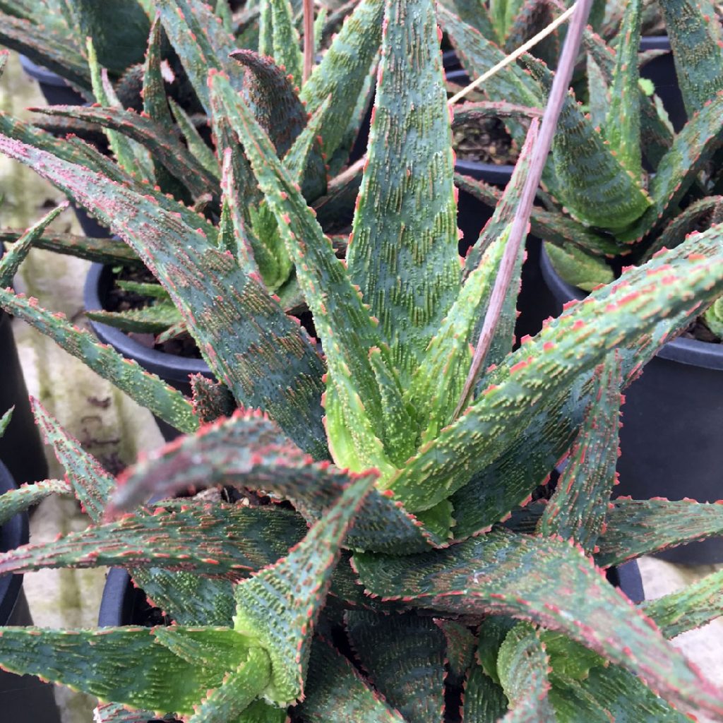Aloes – Rancho Tissue