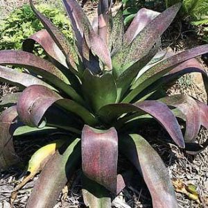 Agaves – Page 3 – Rancho Tissue