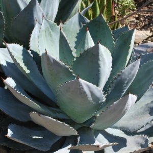 Agave pygmae ‘Dragon Toes’ – Rancho Tissue