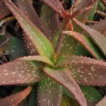 Aloe hyb. ‘Rooikappie’ – Rancho Tissue