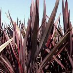 Phormium Tenax ‘Dusky Chief’ – Rancho Tissue