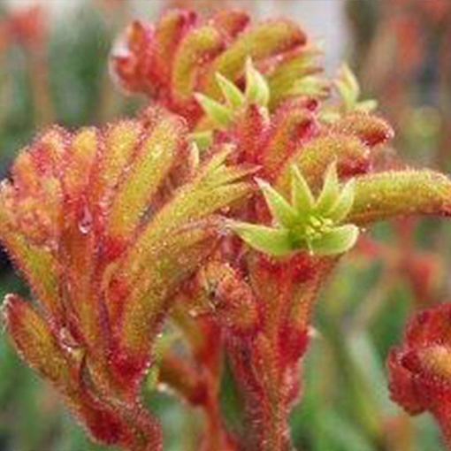 ANIGOZANTHOS ‘Orange Cross’ orange flower 1 – Rancho Tissue