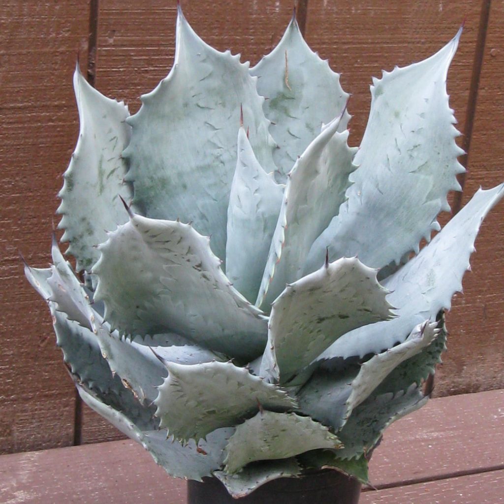 Agave colorata x celsii Nova ‘Blue Wave’ – Rancho Tissue