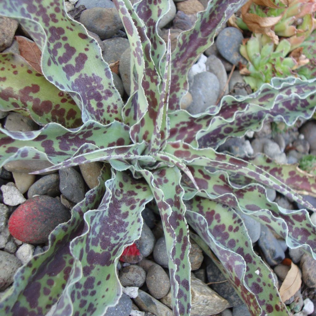 Manfreda ‘Chocolate Chips’ (false agave) – Rancho Tissue