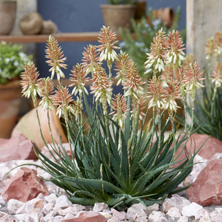 ALOE compressa ‘Twirl’ – Rancho Tissue