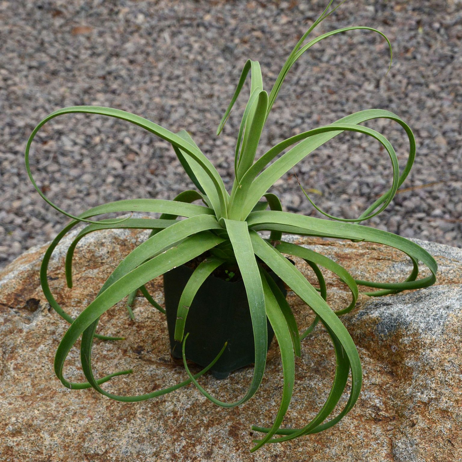 Succulents – Rancho Tissue