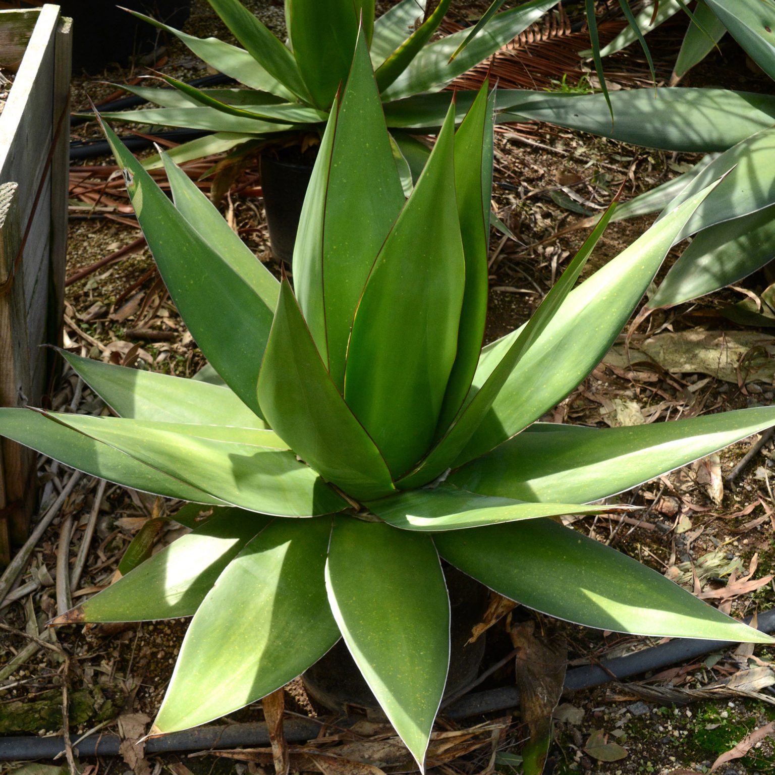 Succulents – Rancho Tissue