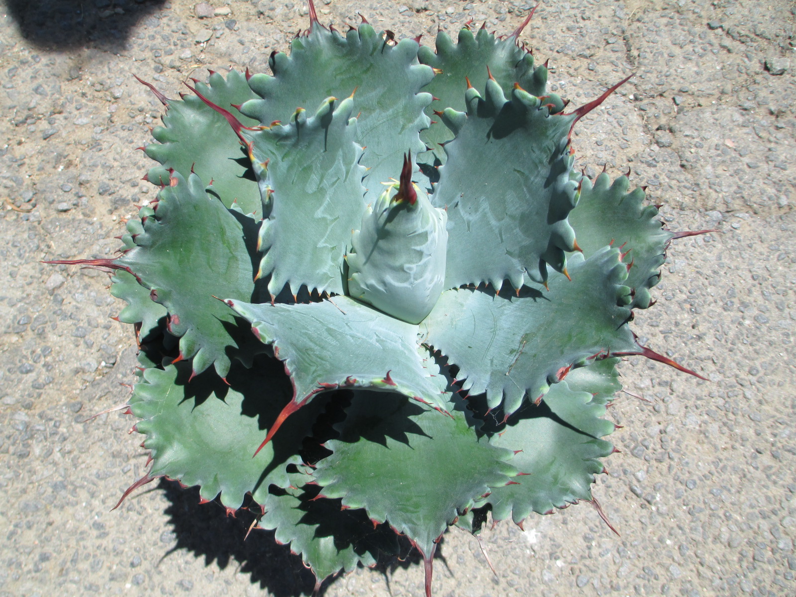 Agave Spawn – Rancho Tissue