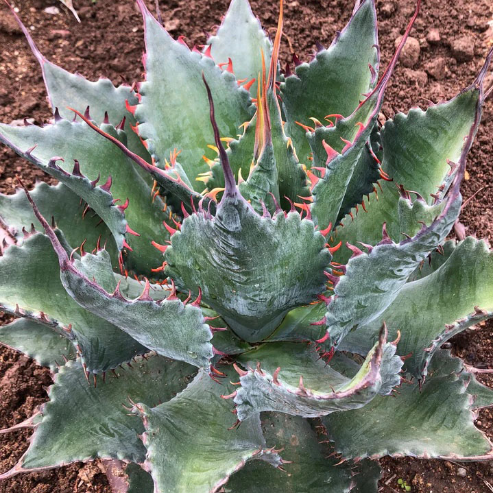 Succulents – Rancho Tissue