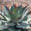 Agaves – Rancho Tissue