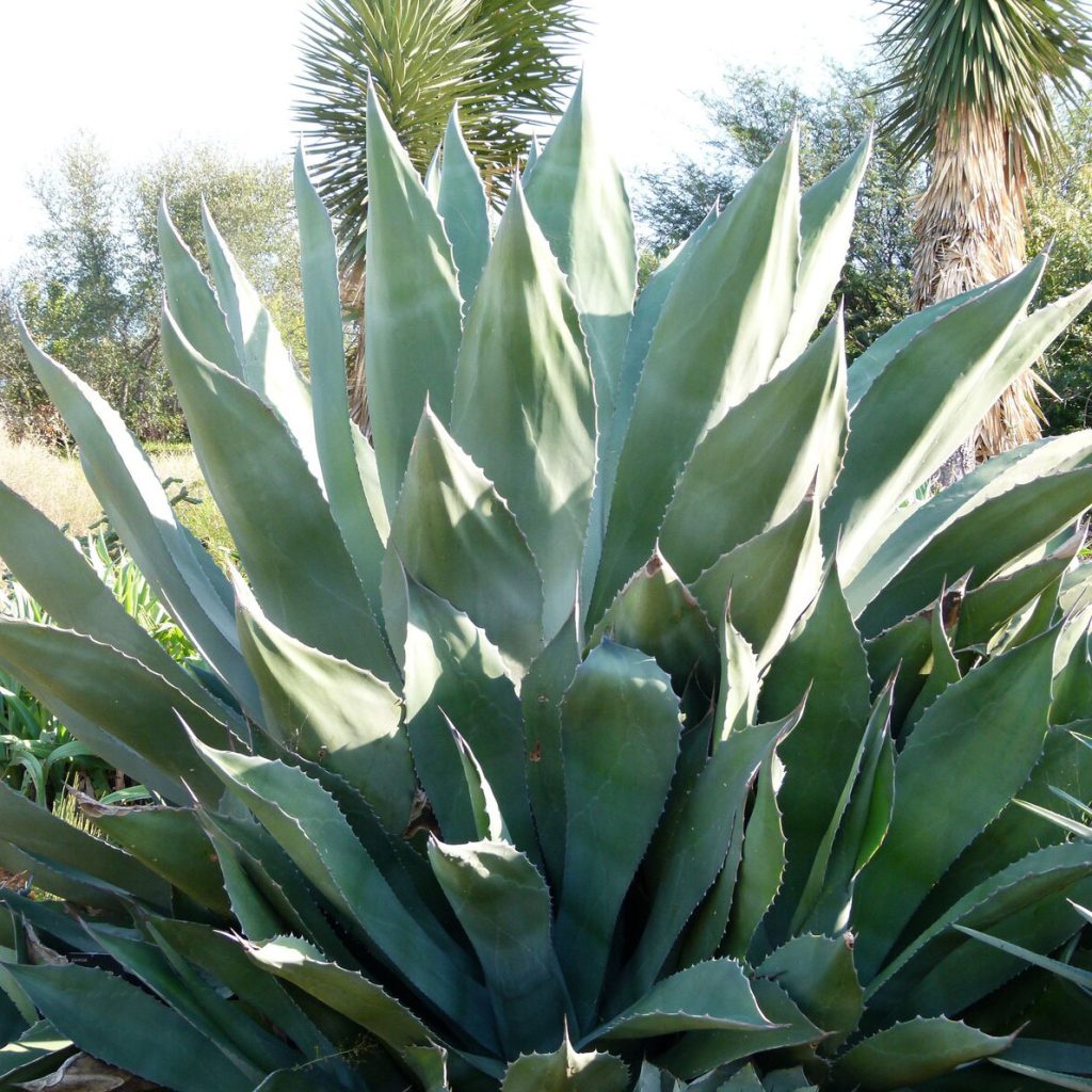 Agave aff. colorata ‘Supreme’ – Rancho Tissue