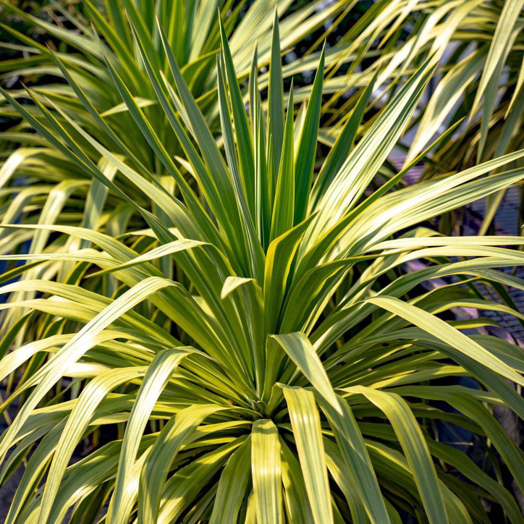 All Varieties – Page 10 – Rancho Tissue