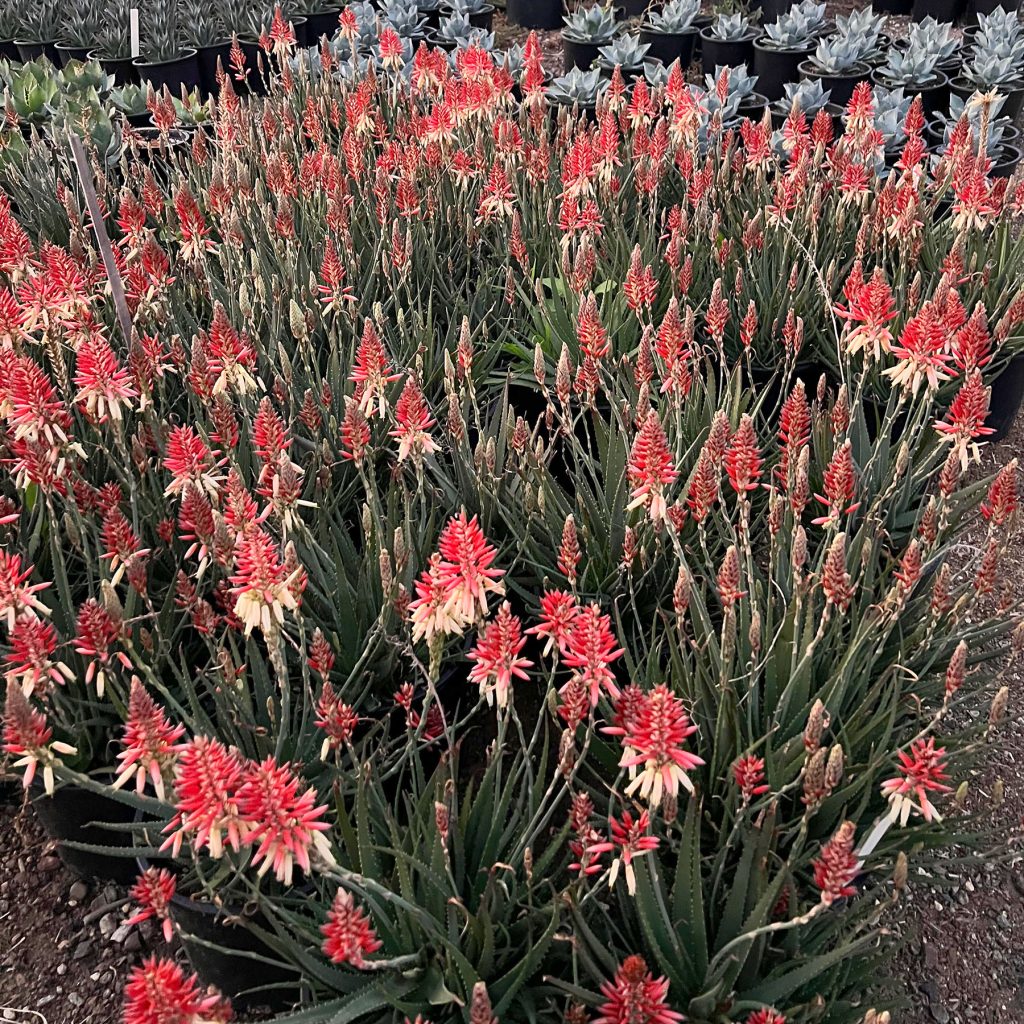 ALOE hyb. ‘Hercules’ (tree aloe) – Rancho Tissue